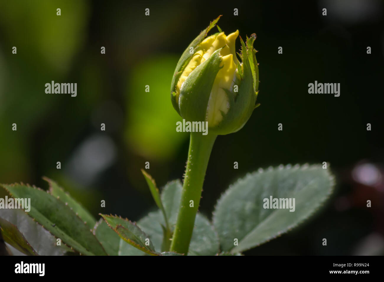 Beautiful bud hi-res stock photography and images - Alamy