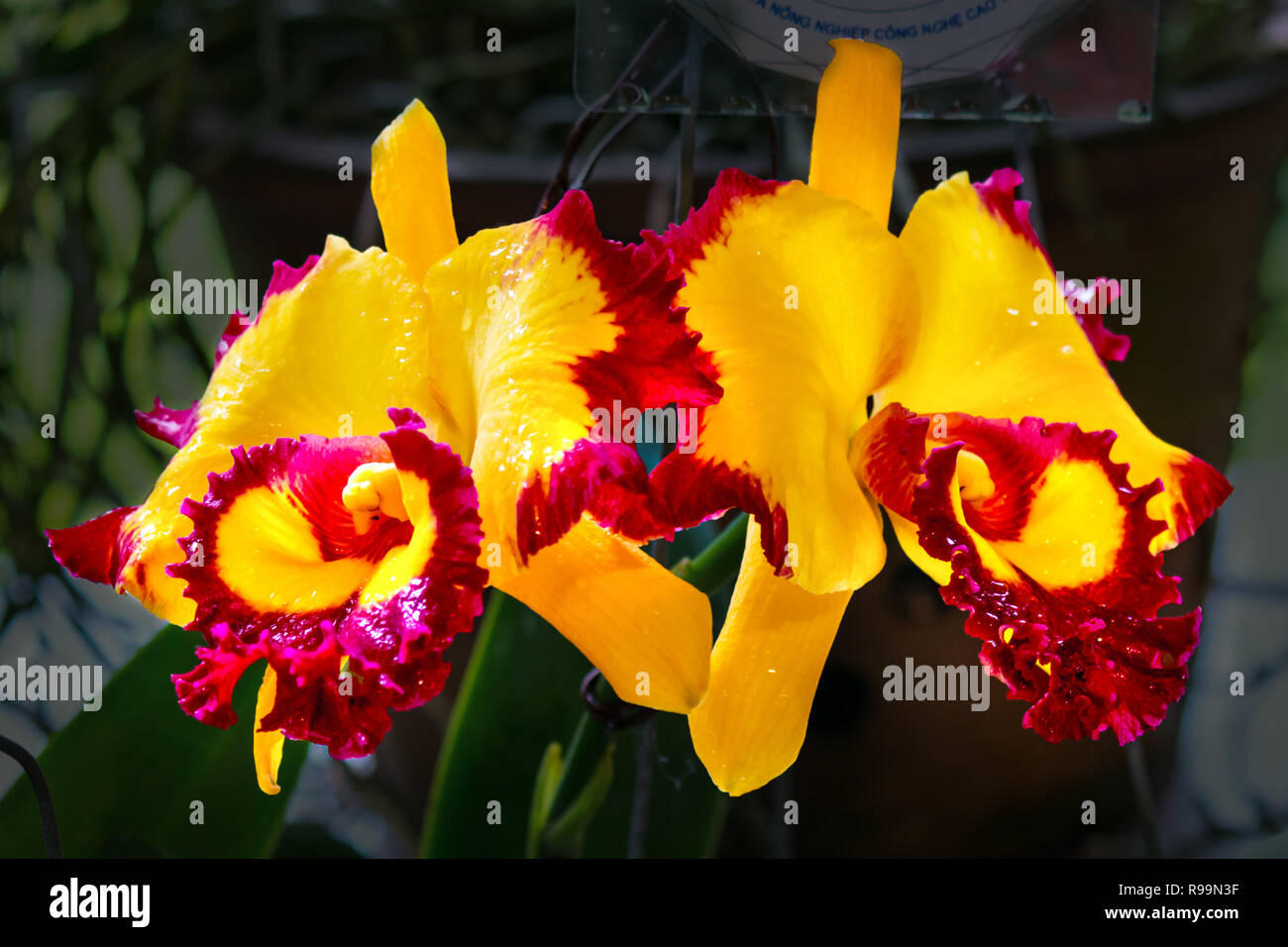 Close up beautiful orchid cattleya in garden Stock Photo - Alamy