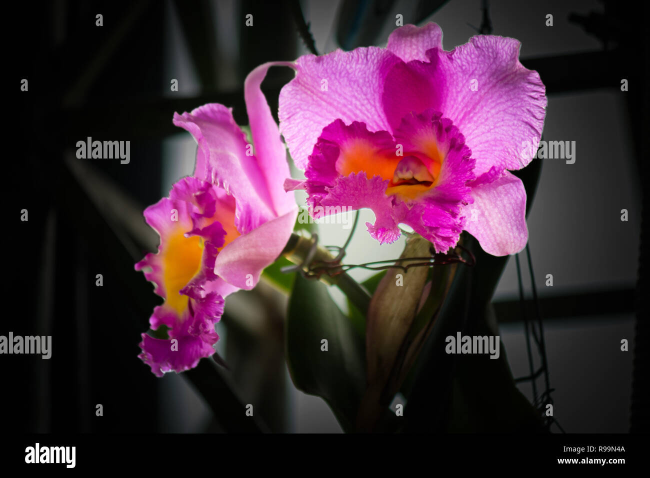 White cattleya orchids hi-res stock photography and images - Alamy