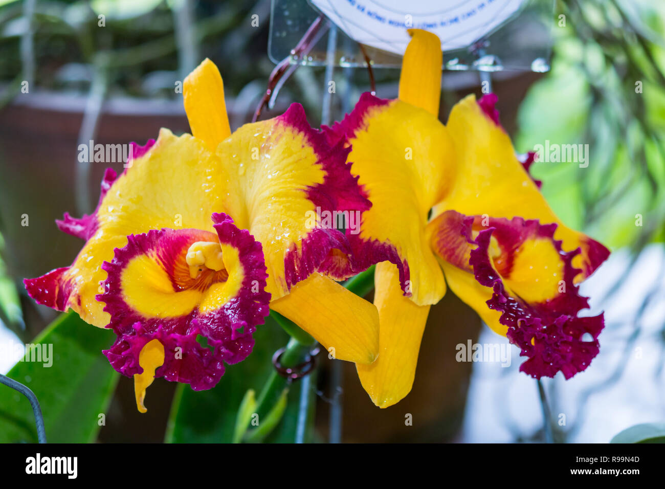 Close up beautiful orchid cattleya in garden Stock Photo - Alamy