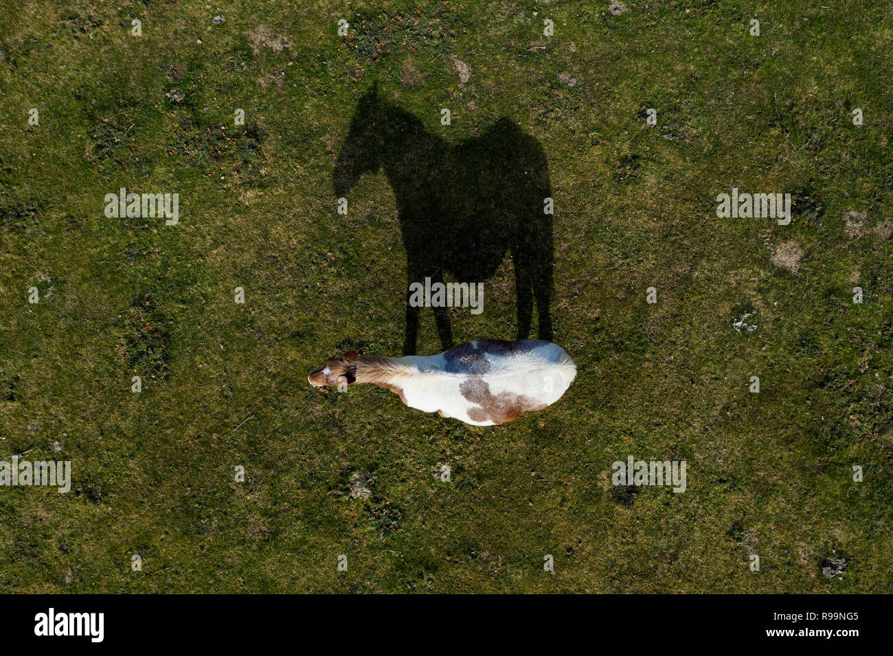 Aerial view of horses head hi-res stock photography and images - Alamy