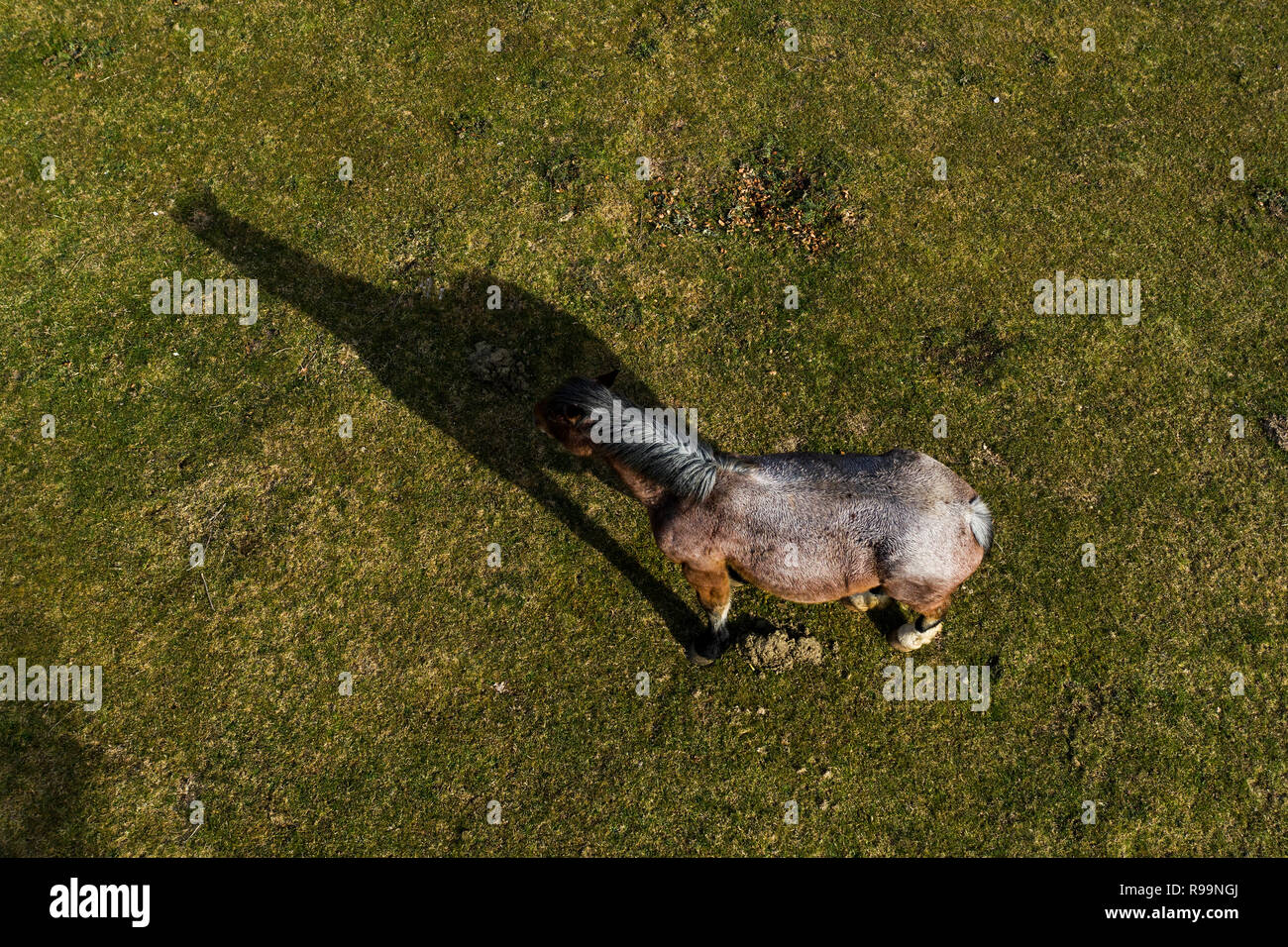 Aerial view of horses head hi-res stock photography and images - Alamy