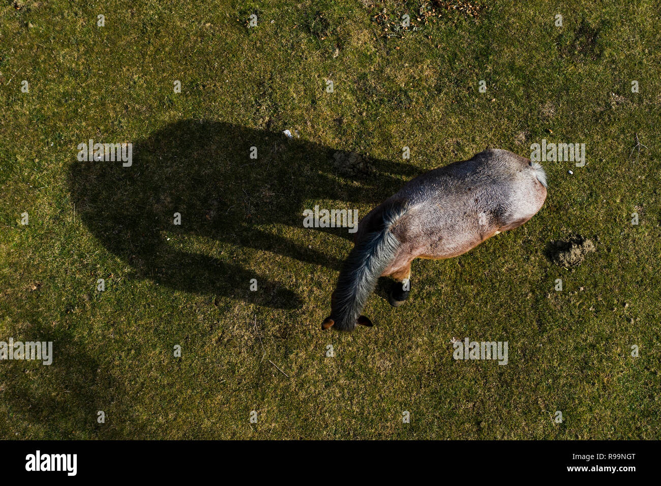 Aerial horses running in pasture hi-res stock photography and images ...