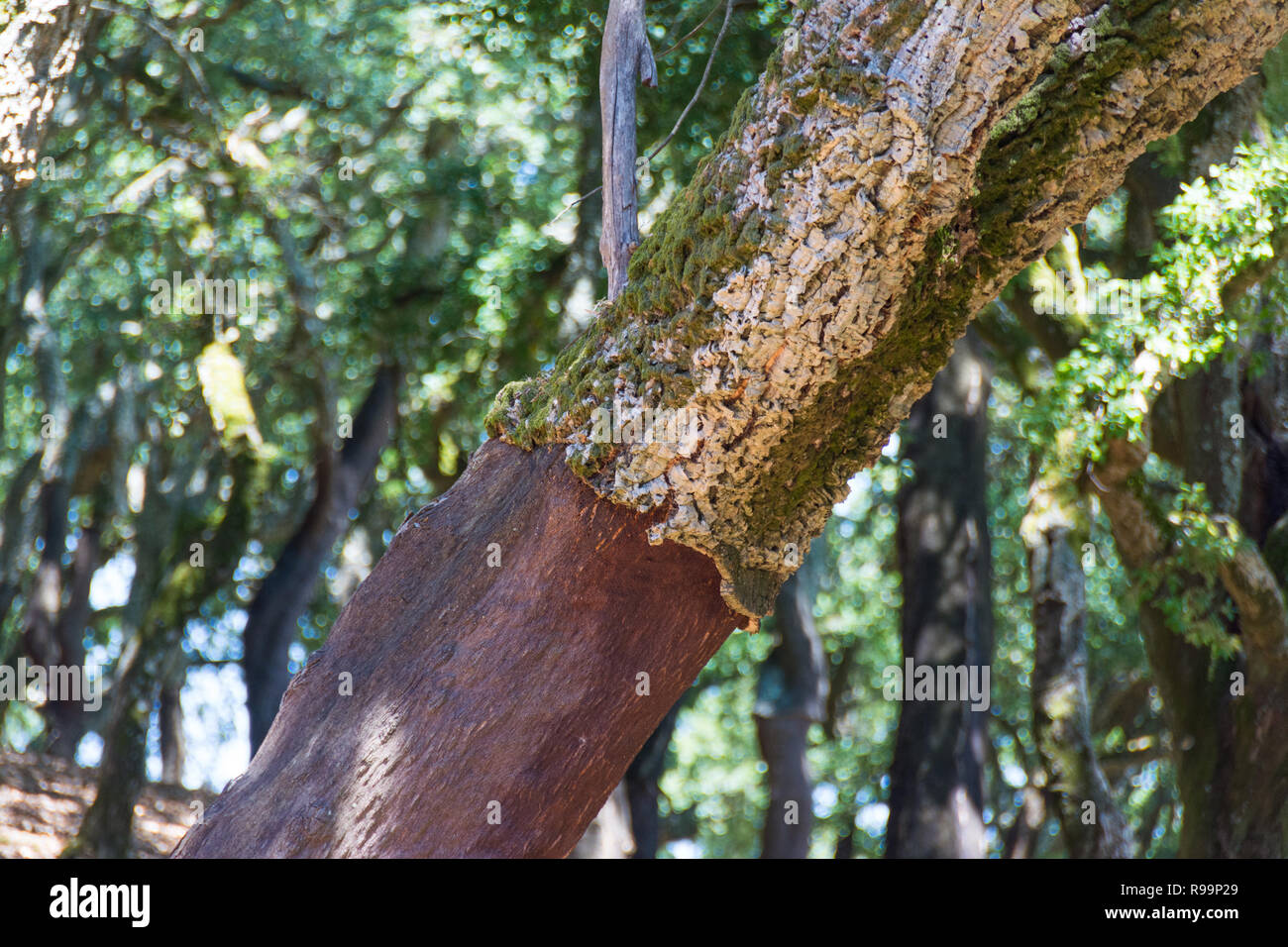 Peeled cork oaks tree, forest in Portugal Stock Photo - Alamy