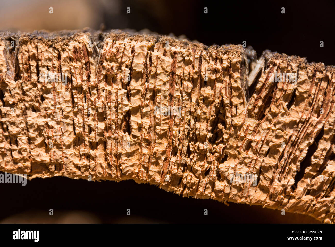 Cork bark hi-res stock photography and images - Alamy