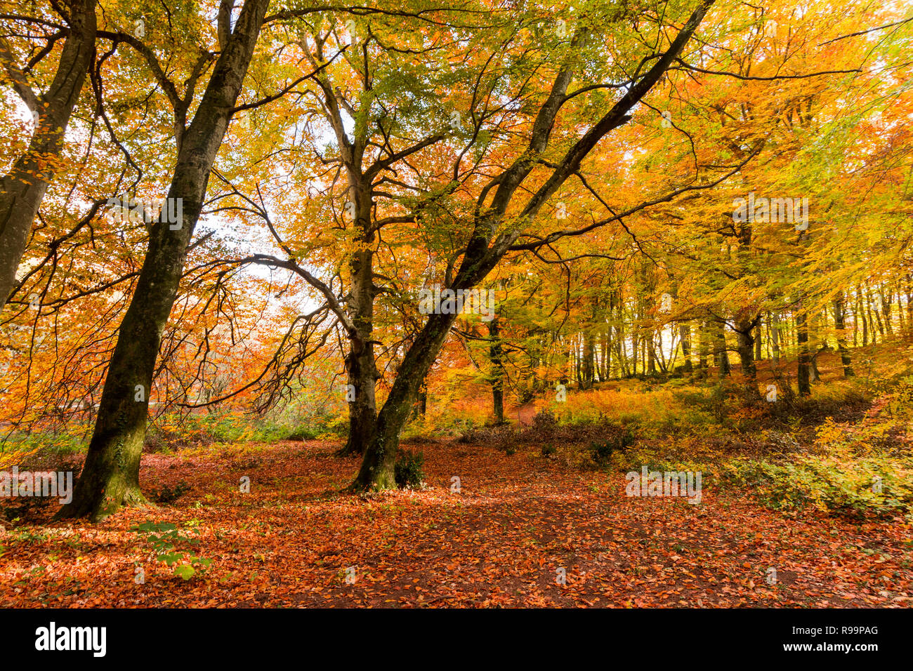Foliage in Monti Cimini, Lazio, Italy. Autumn colors in a beechwood ...
