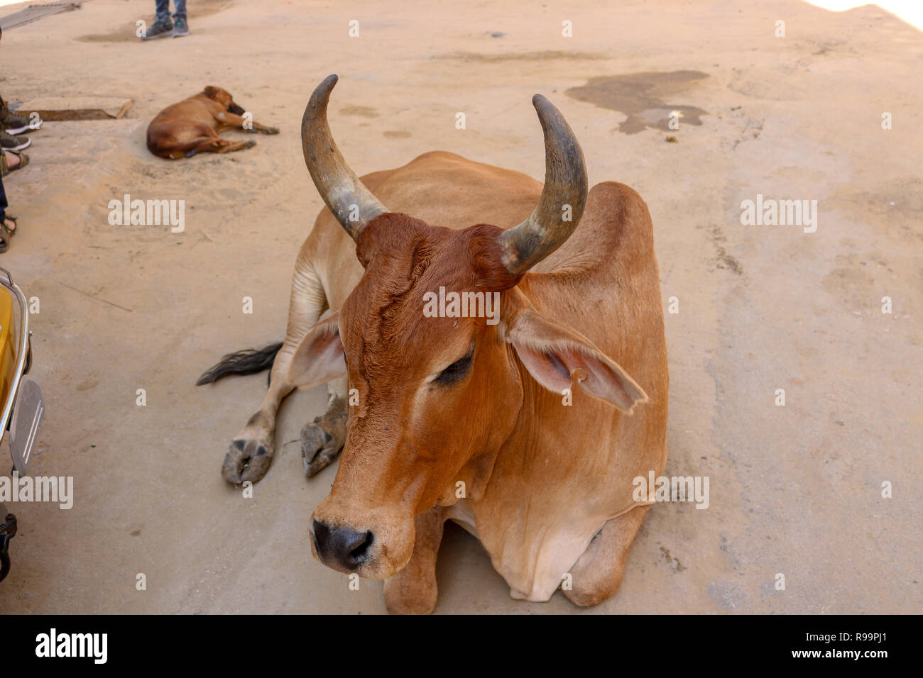 An Indian Cow on the street of Jaisalmer, Rajasthan, India Stock Photo ...