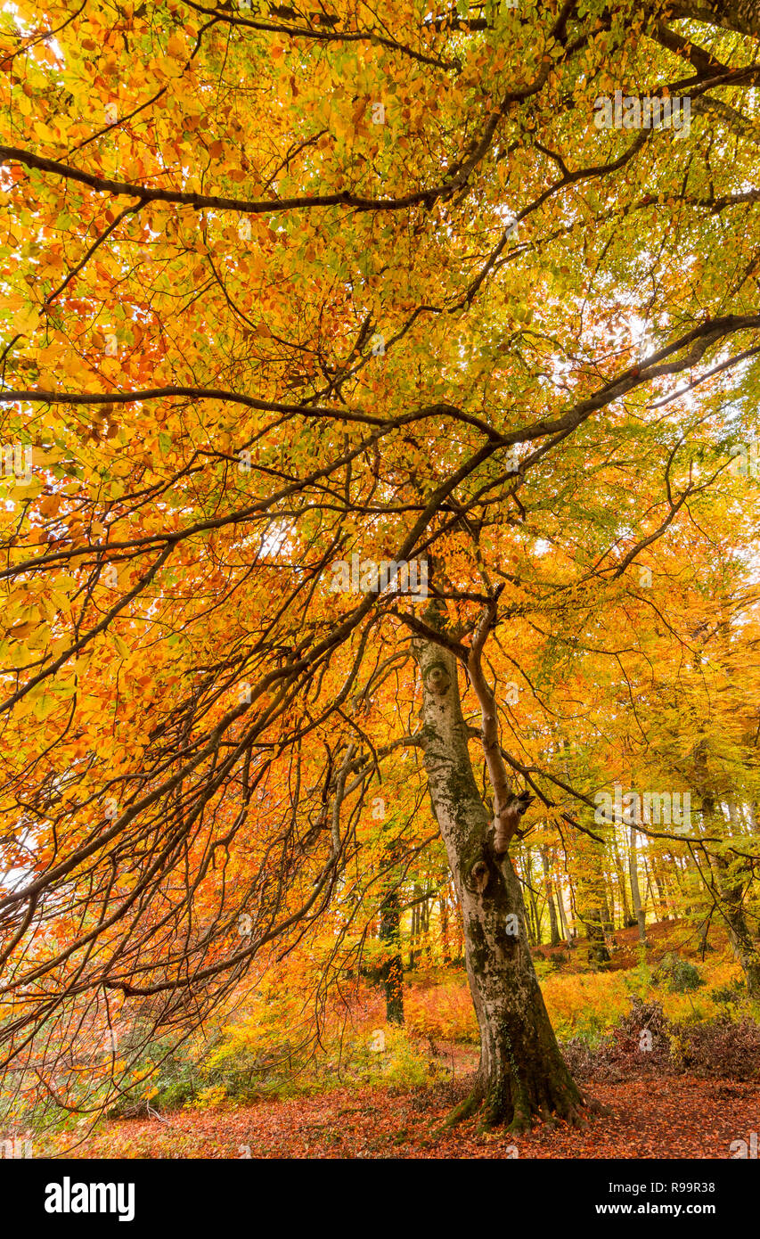 Cimini mountains hi-res stock photography and images - Alamy