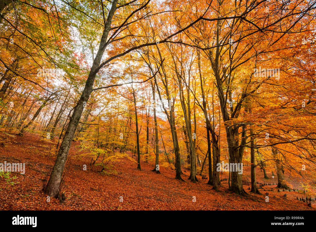 Foliage in Monti Cimini, Lazio, Italy. Autumn colors in a beechwood ...