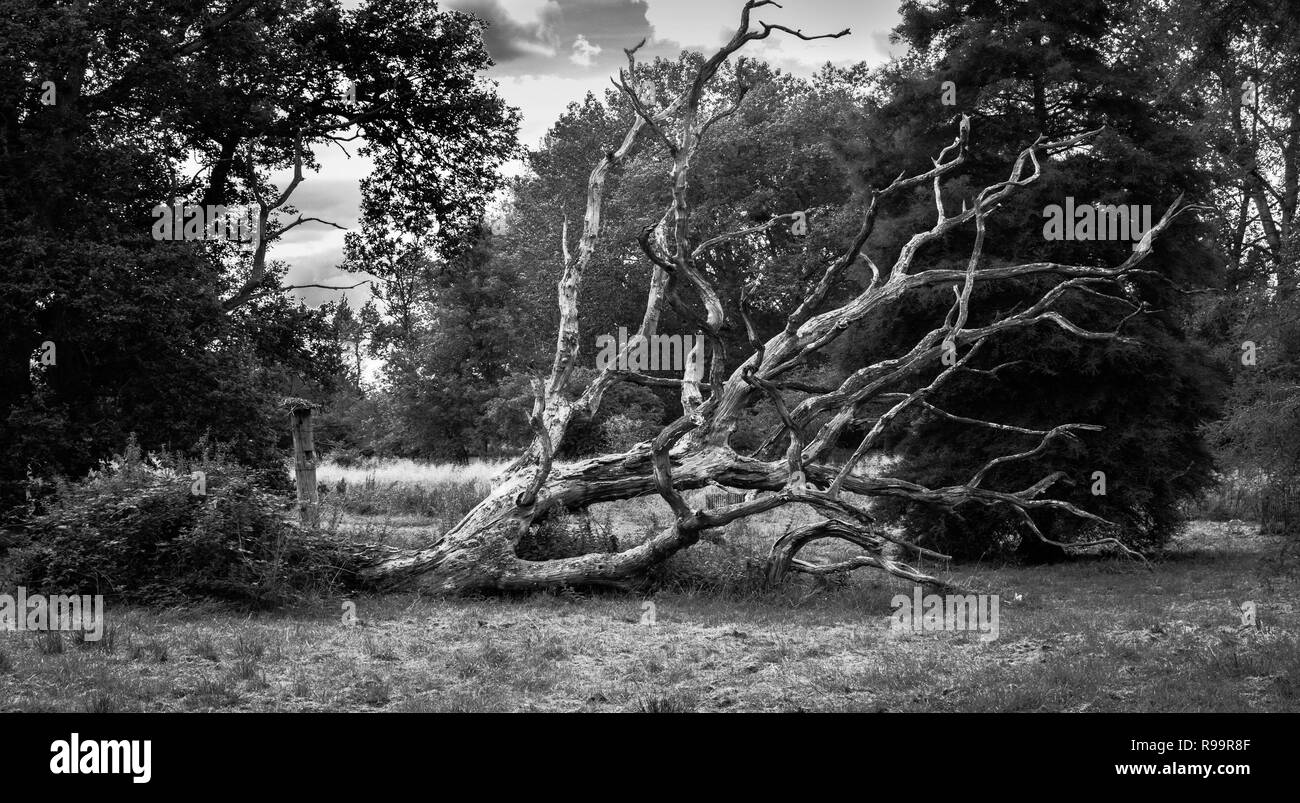 A dead fallen tree with bare branches in a quiet forest Stock Photo - Alamy