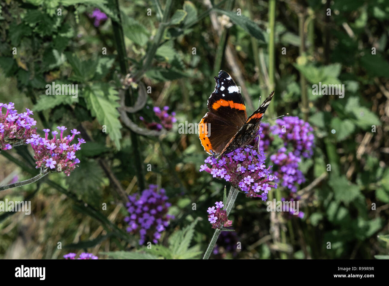 Red Admiral Butterfly - Vanessa atalanta Stock Photo - Alamy