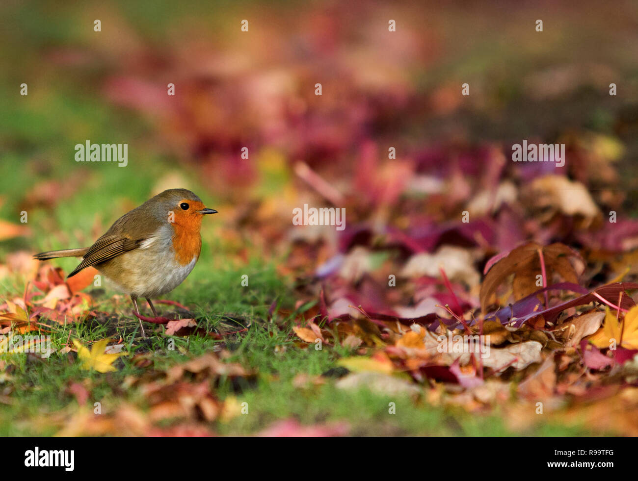 Dainty grass hi-res stock photography and images - Alamy