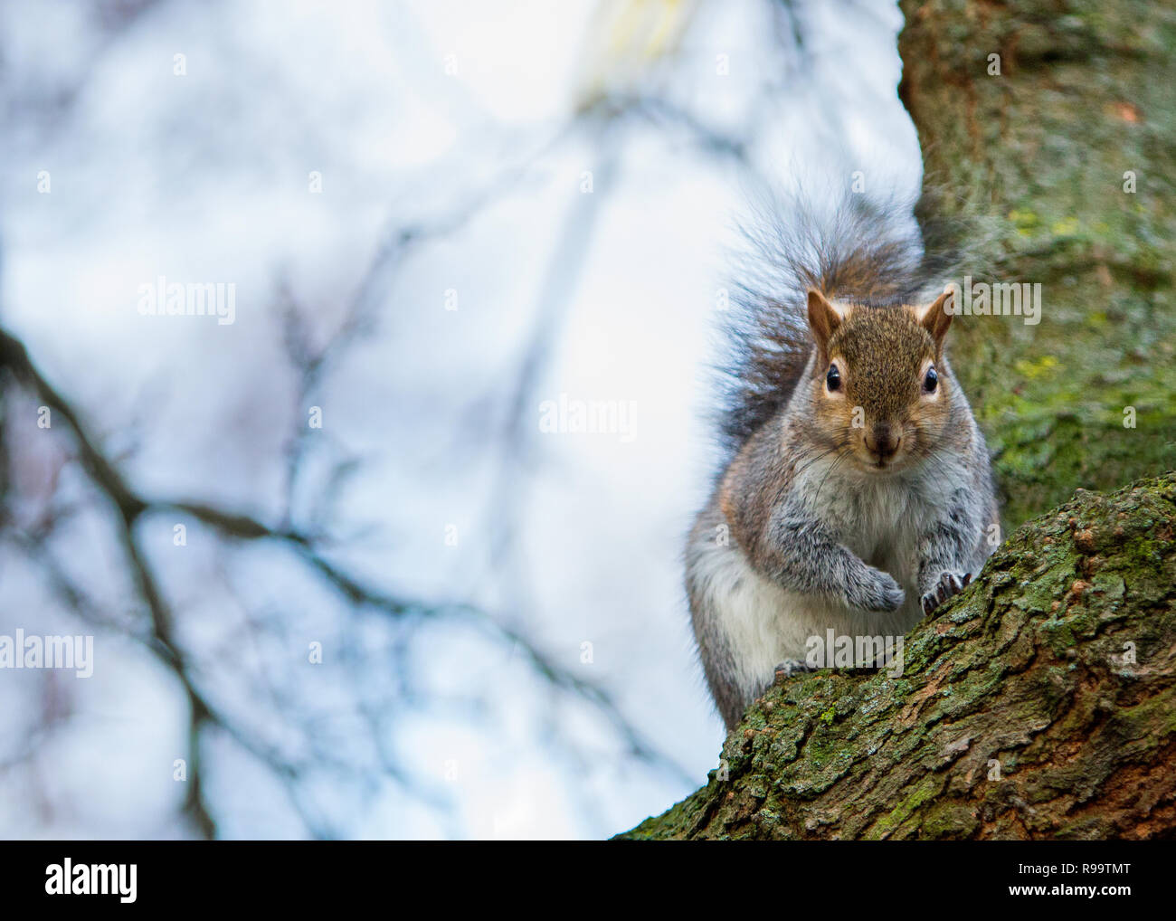 Silver squirrel hi-res stock photography and images - Alamy