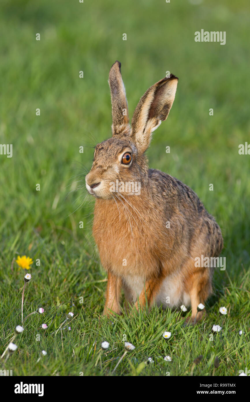 European hare or Brown Hare, Lepus europaeus, UK Stock Photo - Alamy