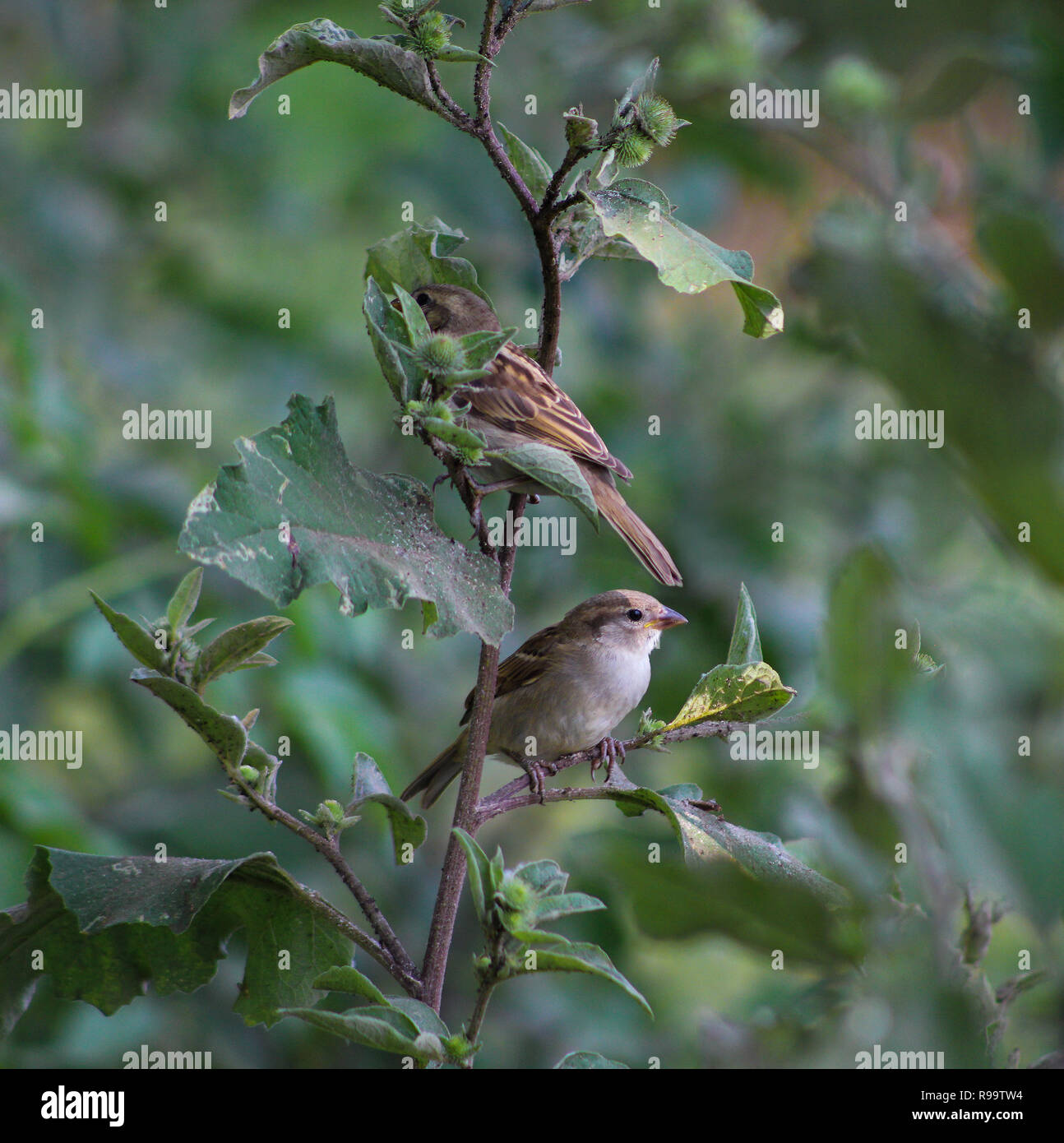 Close encouter hi-res stock photography and images - Alamy