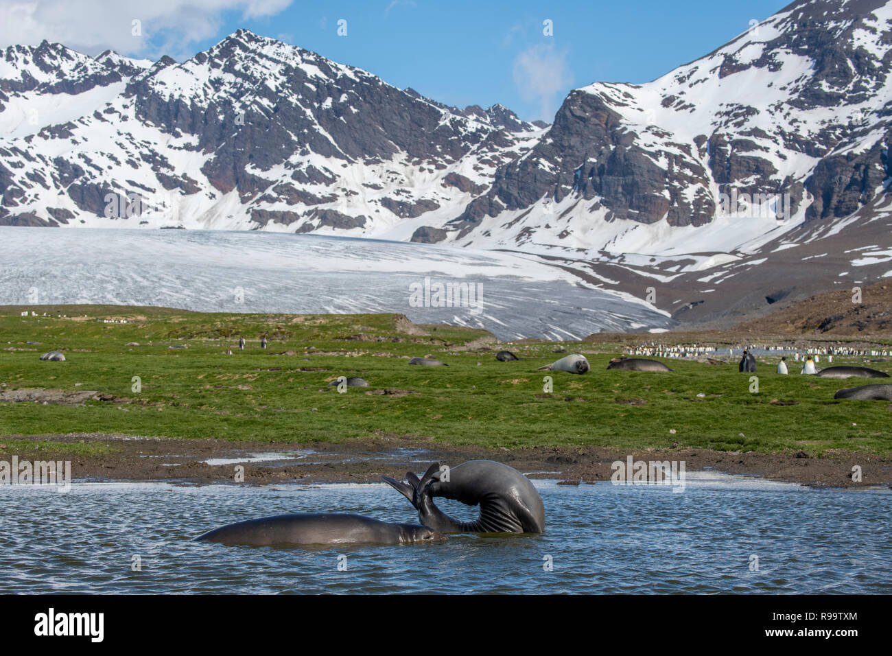South Georgia, St. Andrews Bay, Allardyce mountains. Home to largest ...