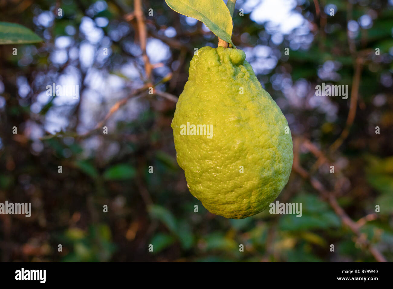 Hill lemon fruit growing on tree, background covered with branches and ...