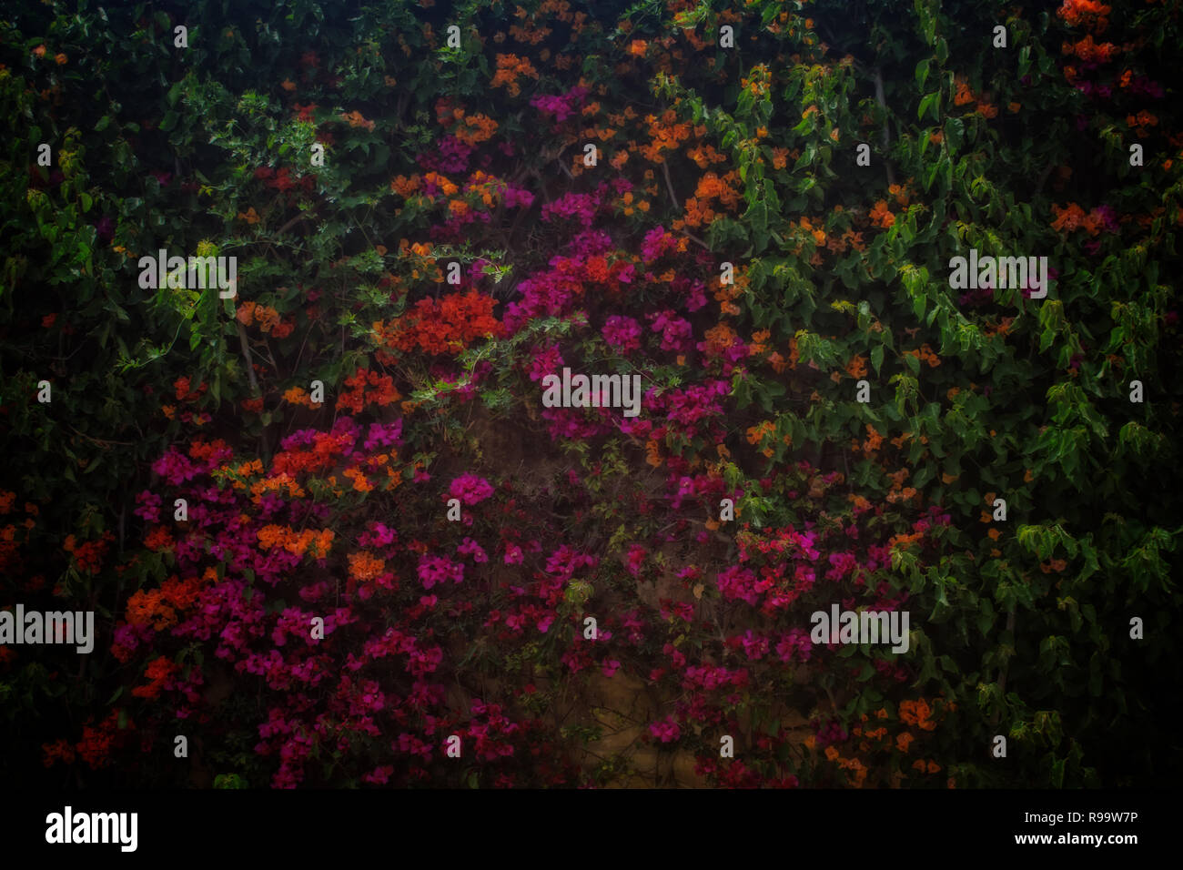 Spring flowers in malta hi-res stock photography and images - Alamy