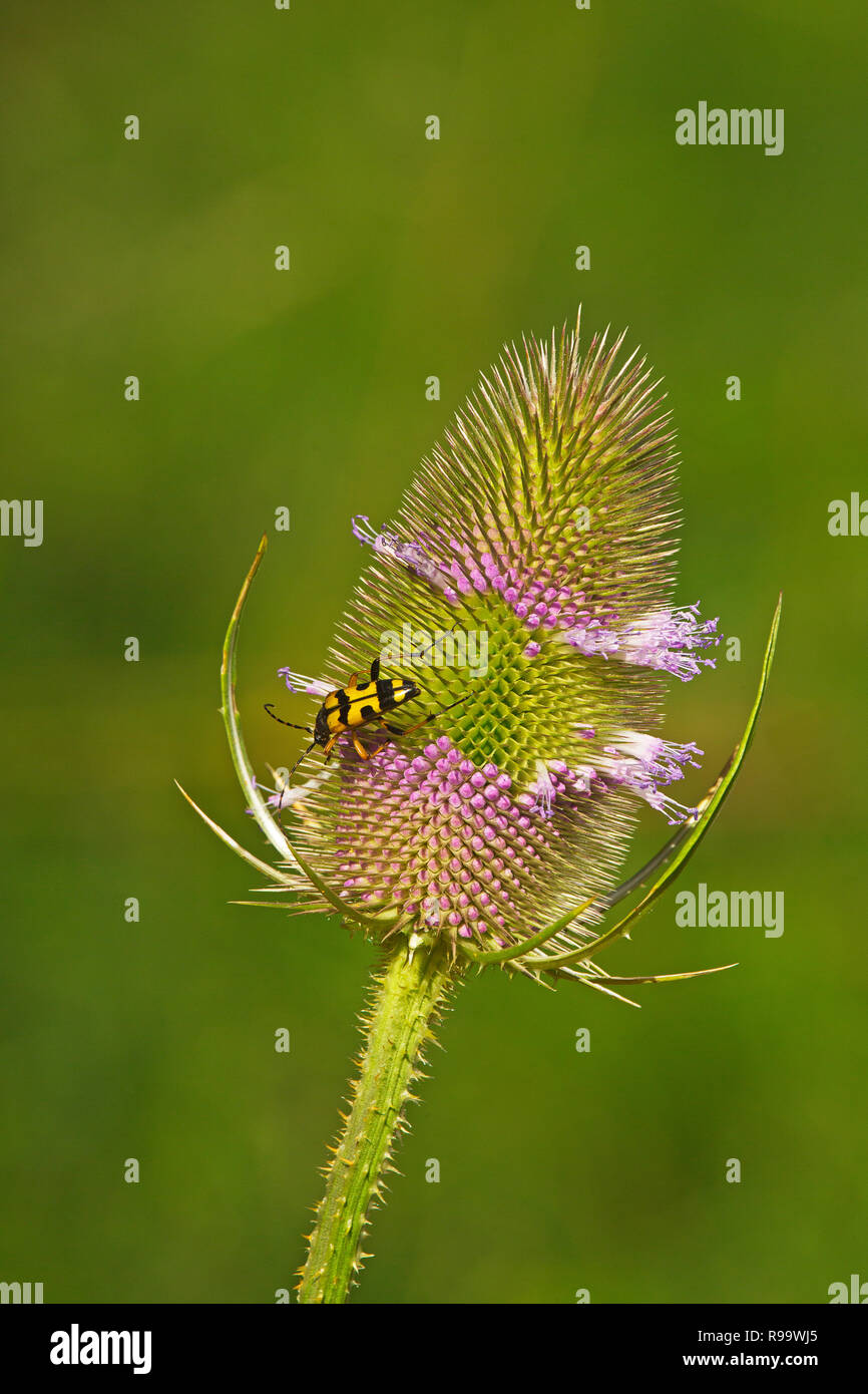 Pollinator insects hi-res stock photography and images - Alamy