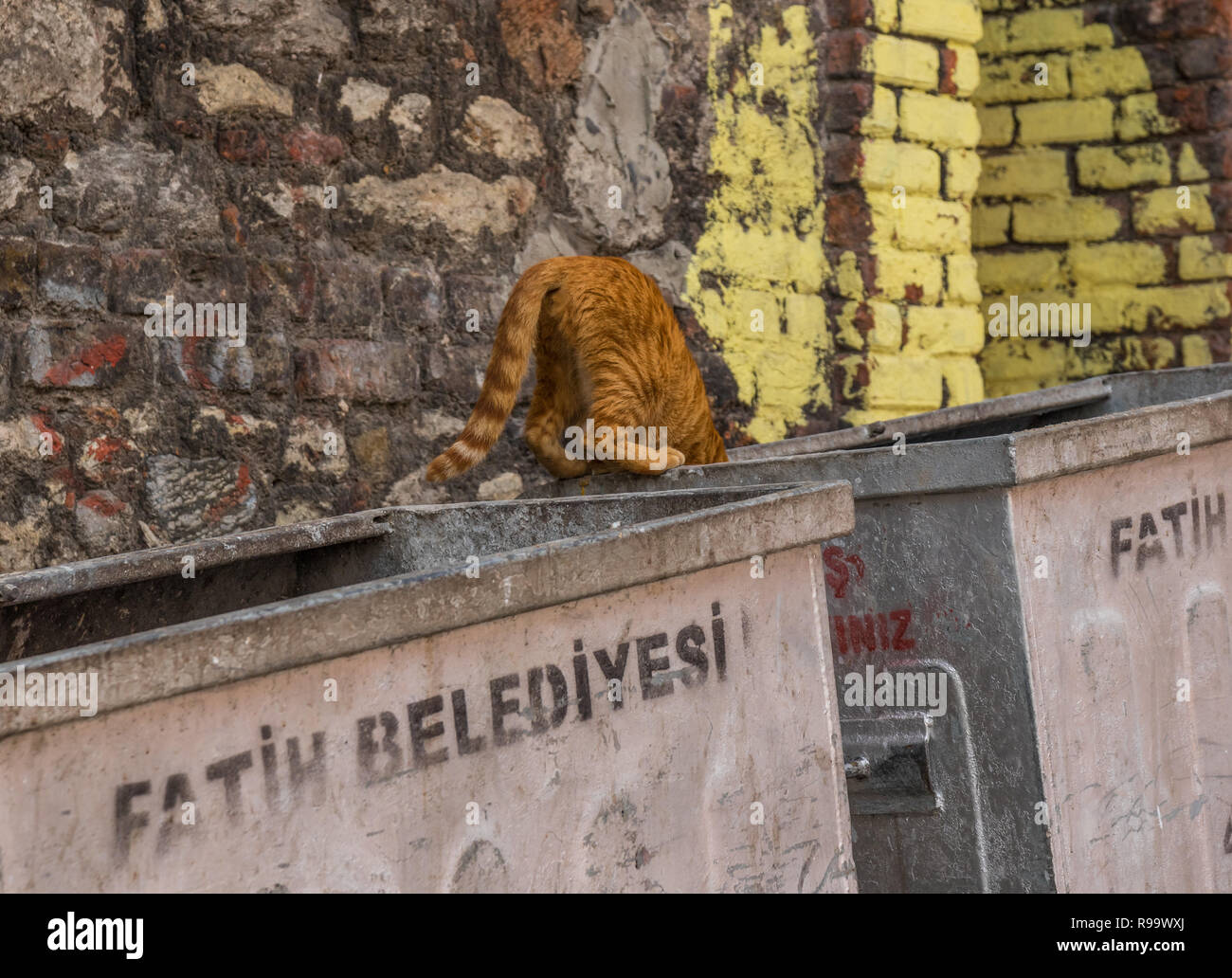 Istanbul, Turkey - among the many attractions of Istanbul, the cats ...