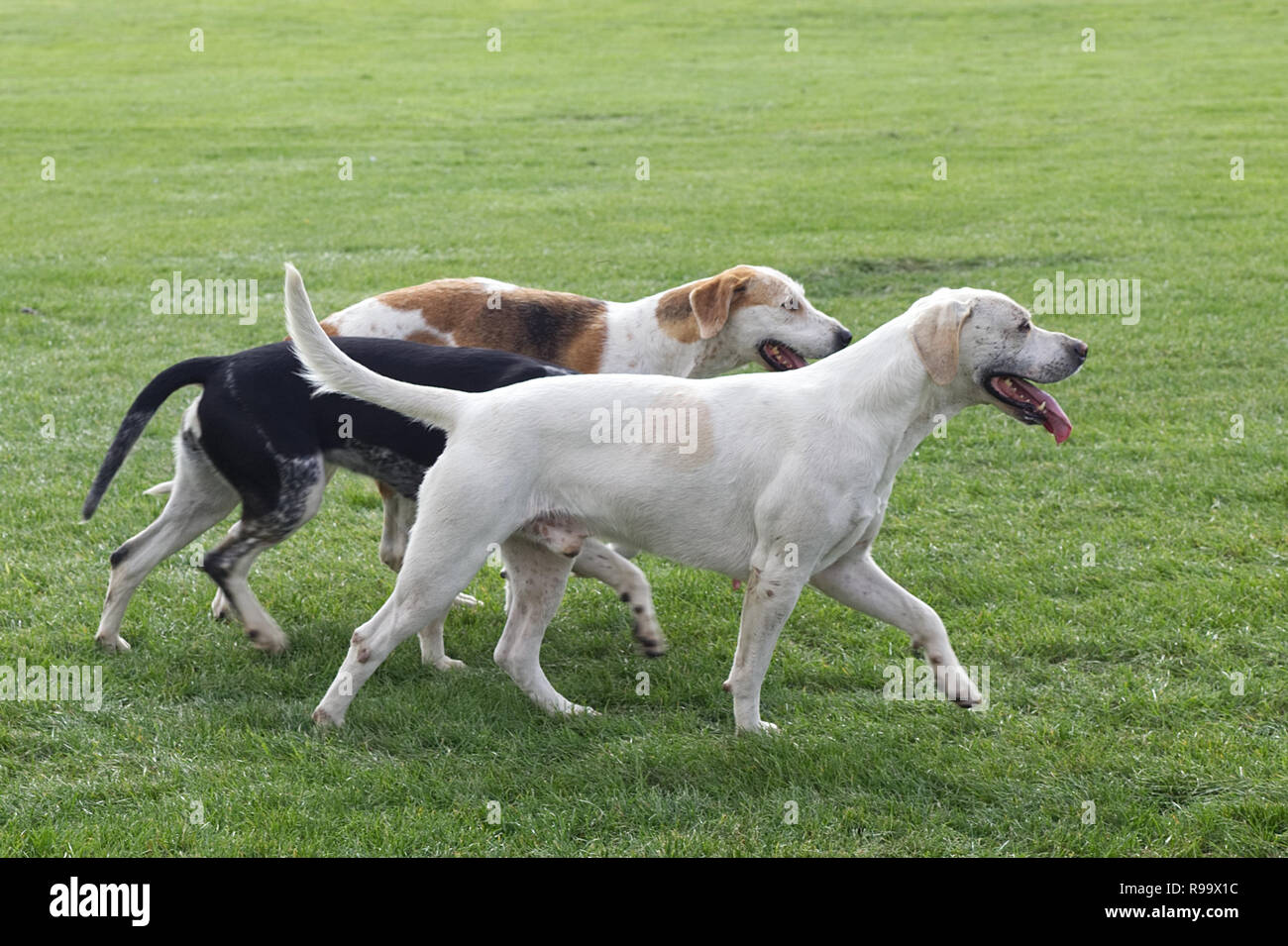 Fox Hounds in a field Stock Photo - Alamy