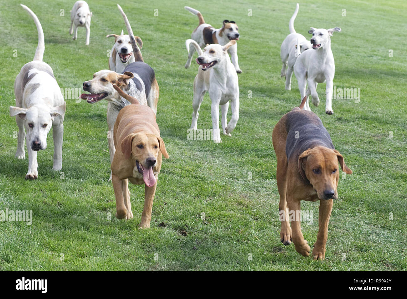 Fox Hounds in a field Stock Photo - Alamy