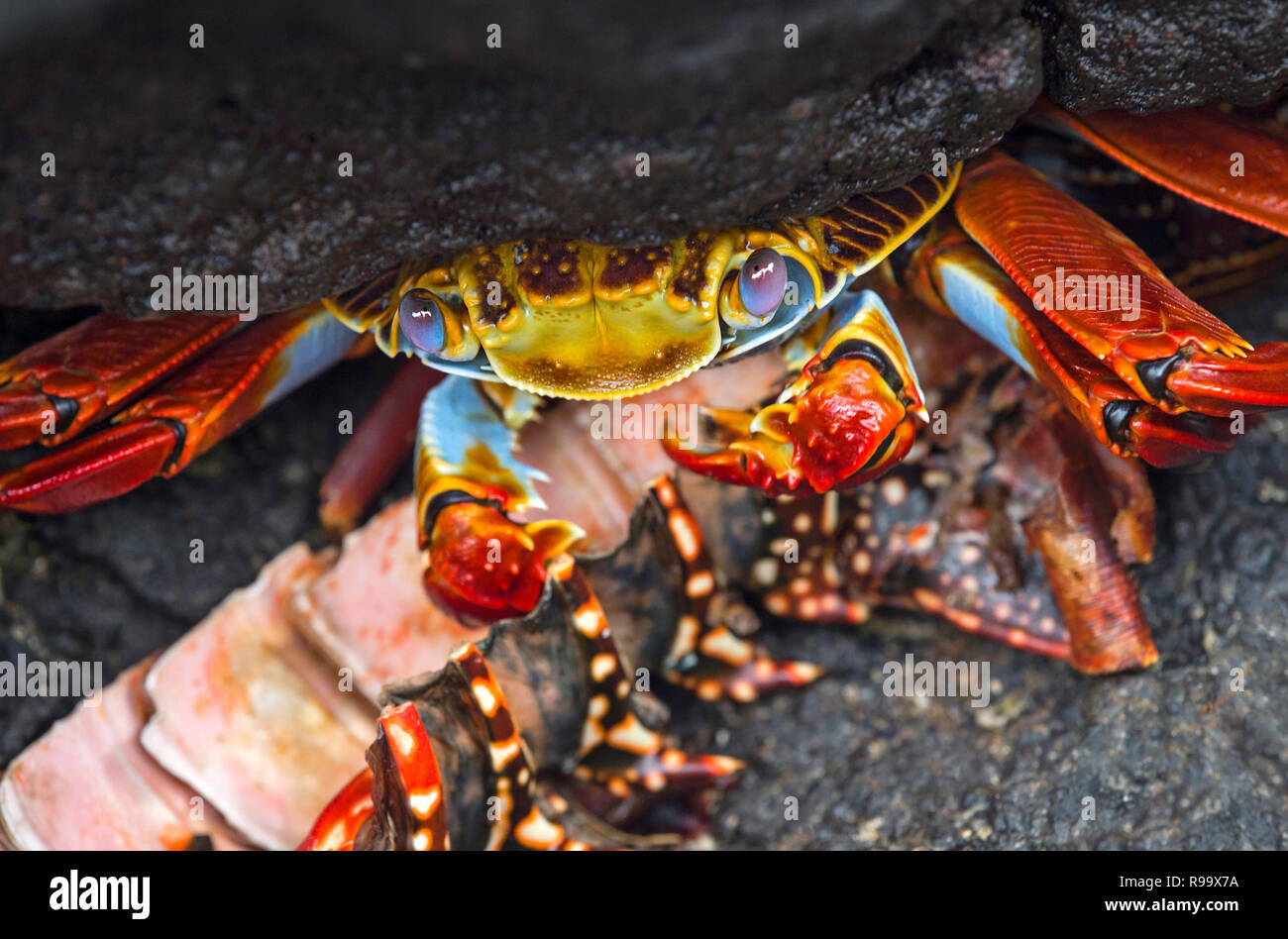 Red Stone Crab High Resolution Stock Photography and Images - Alamy