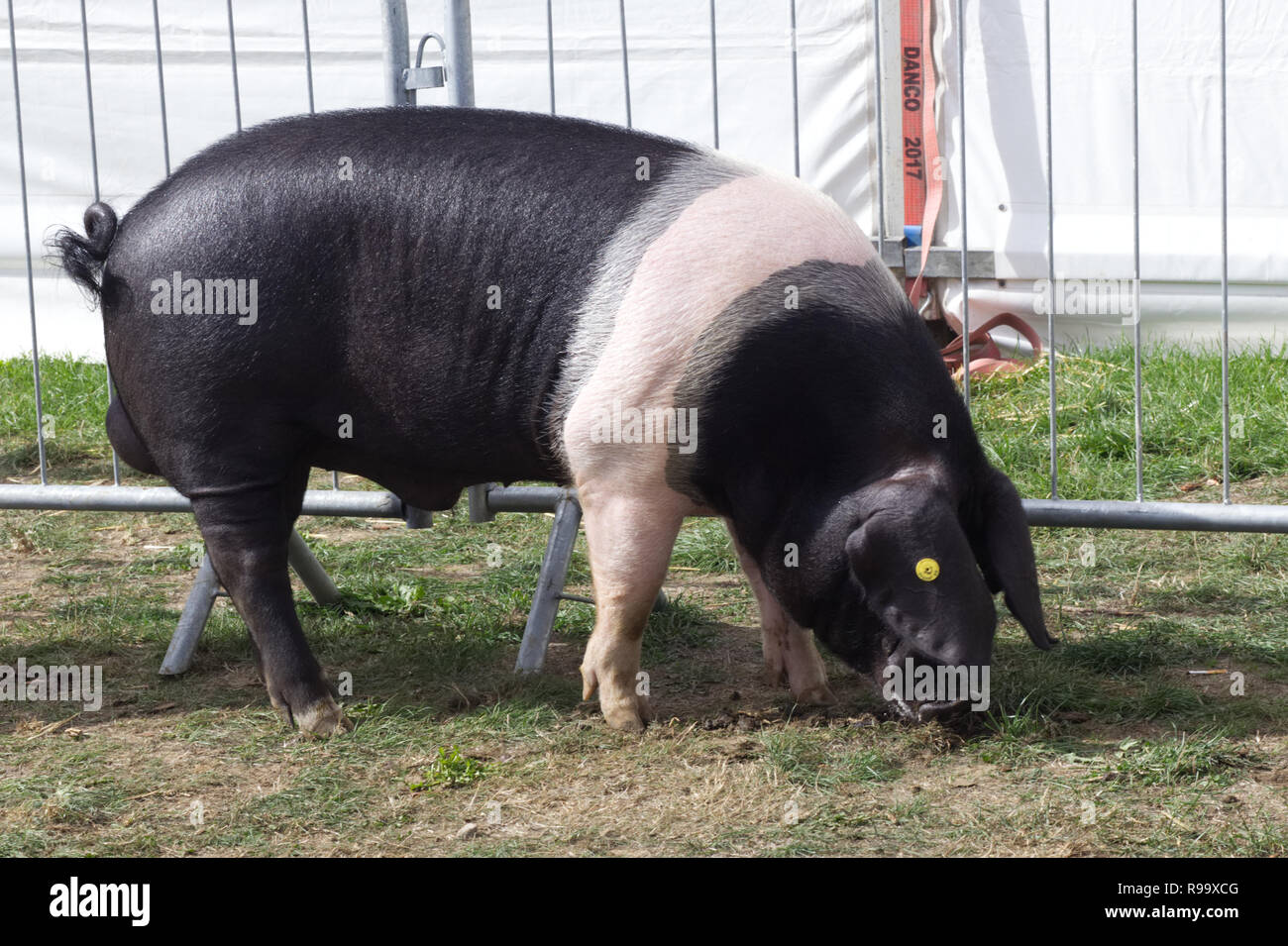 British Saddleback pigs Stock Photo - Alamy