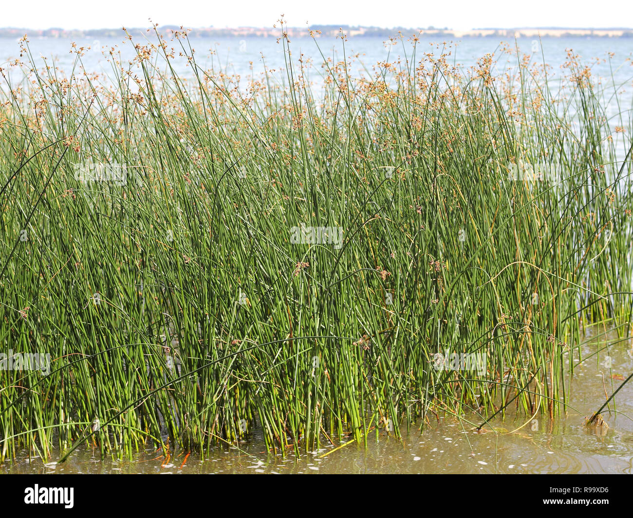 A tussock of Soft rushes, Juncus effusus Stock Photo - Alamy