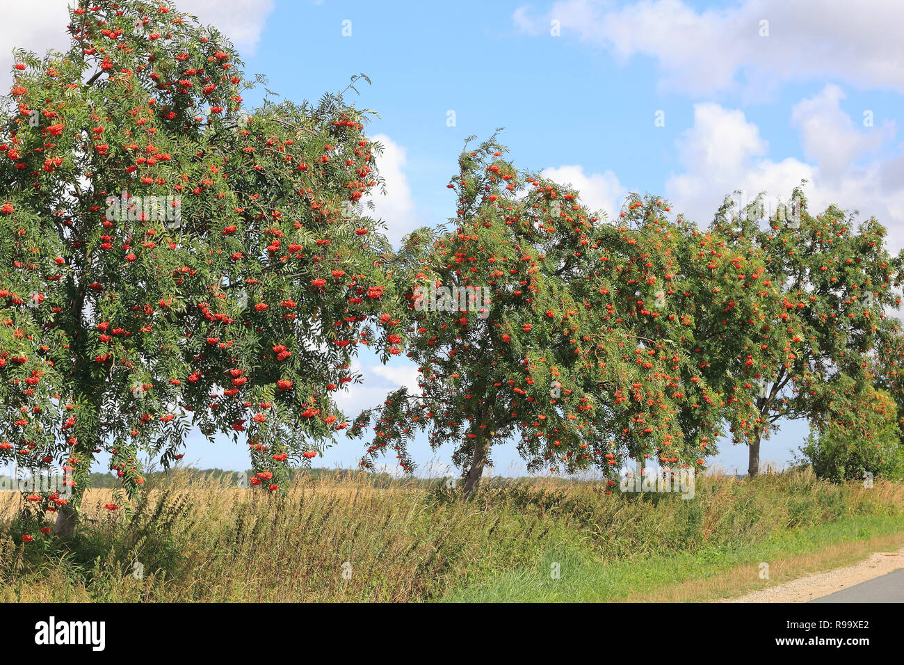 Indian ash tree hi-res stock photography and images - Alamy