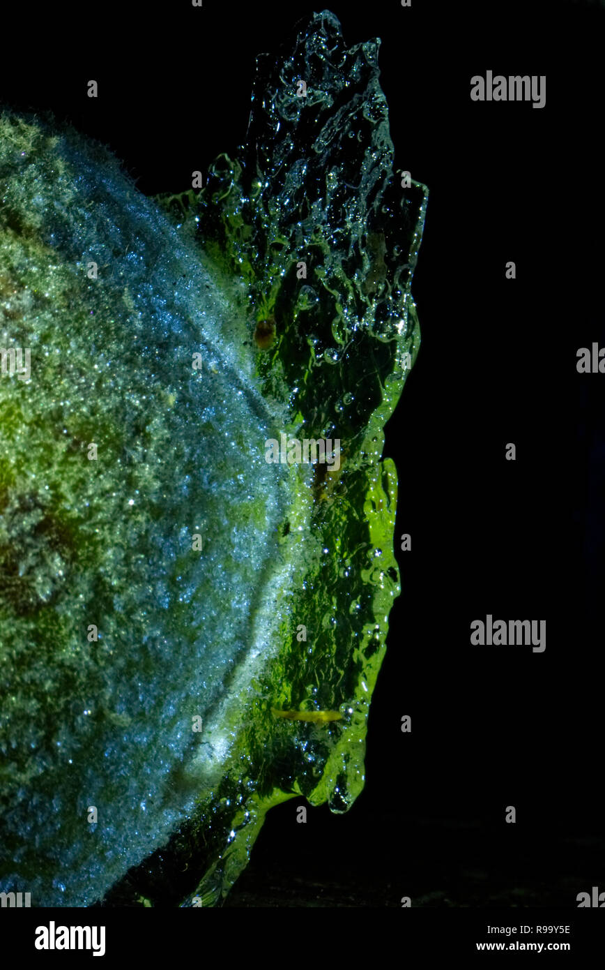 Frozen quince at night hi-res stock photography and images - Alamy