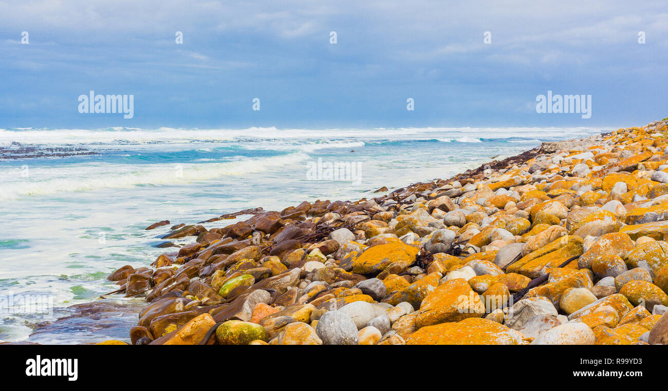 Scattered seaweed on a beach hi-res stock photography and images - Alamy