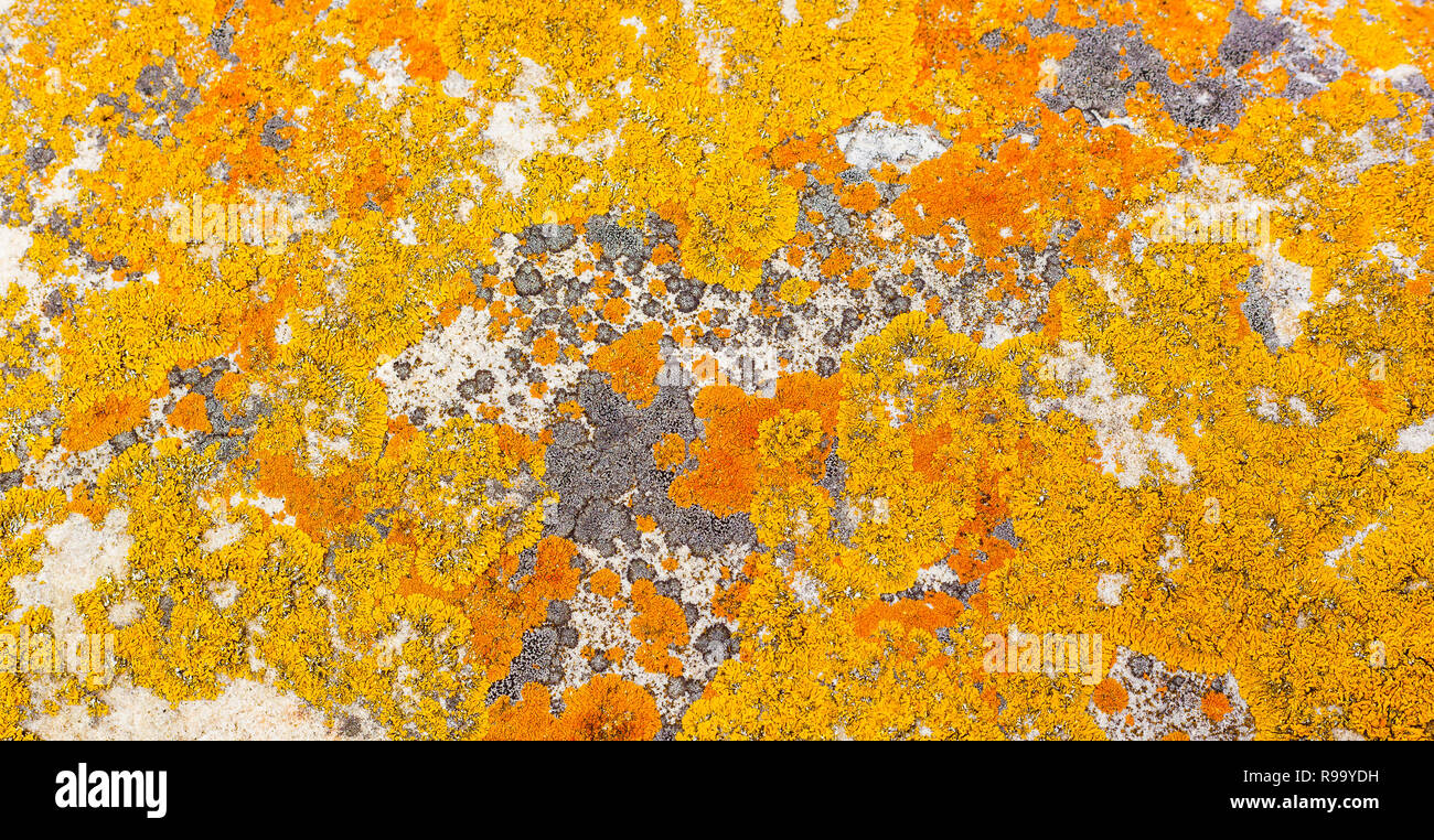 Macro close-up texture of yellow and orange lichen growing on coastal ...
