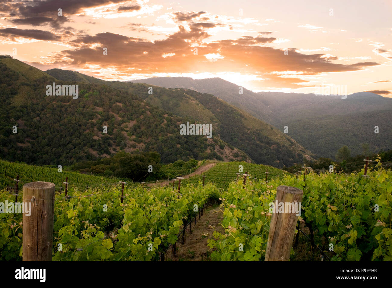 Sunrise over a garden hi-res stock photography and images - Alamy