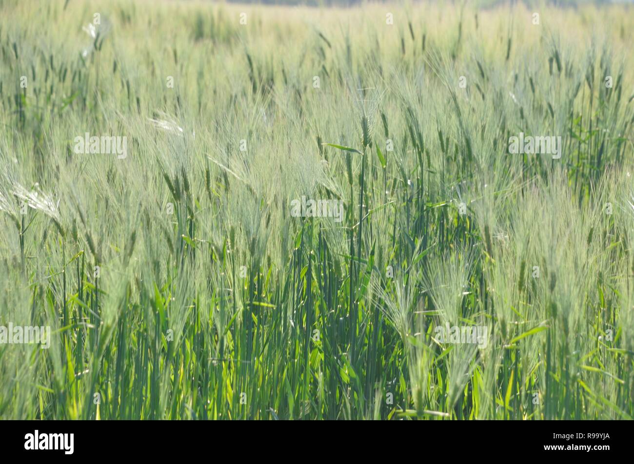 Farme fields hi-res stock photography and images - Alamy
