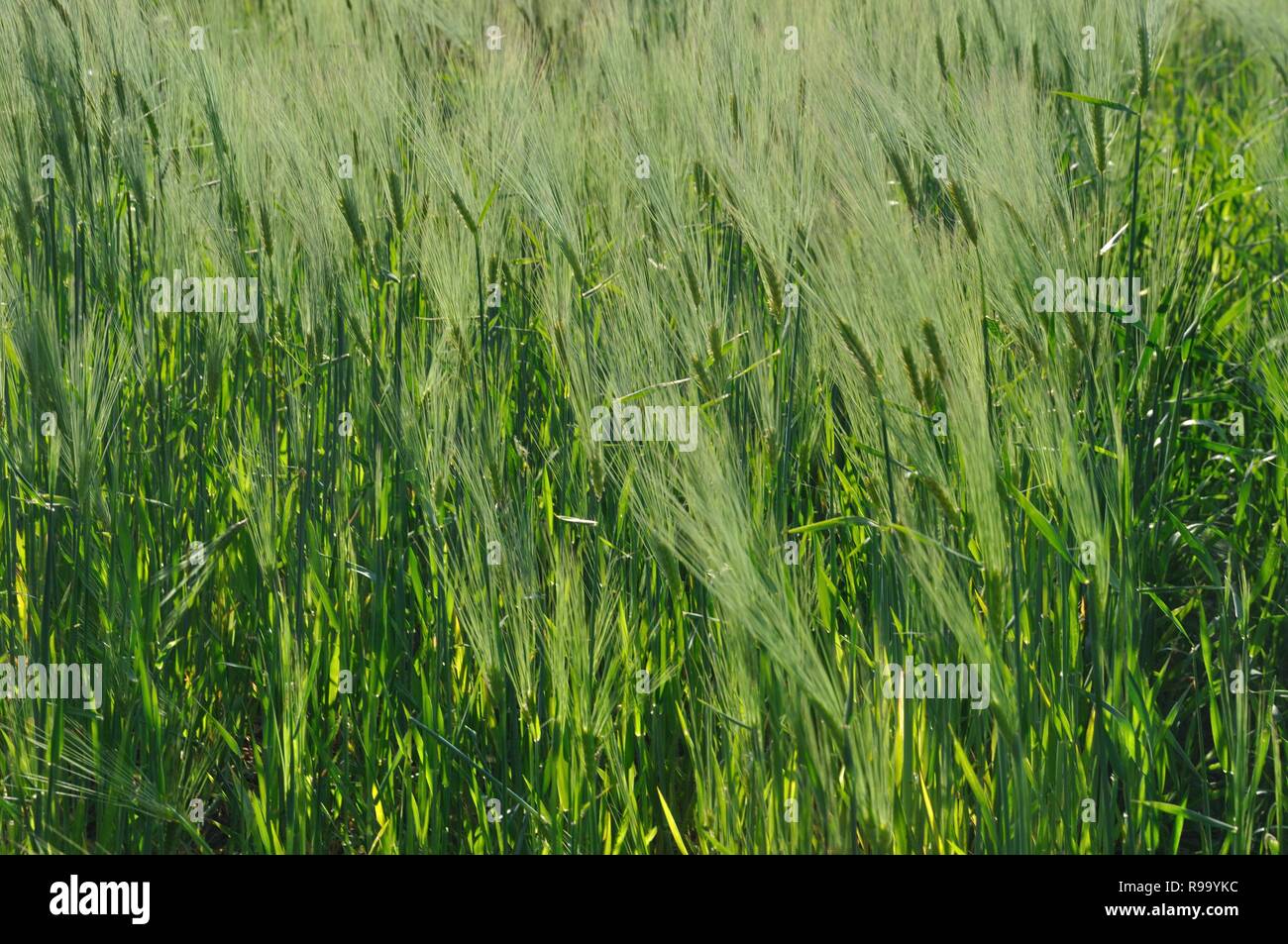Farme fields hi-res stock photography and images - Alamy