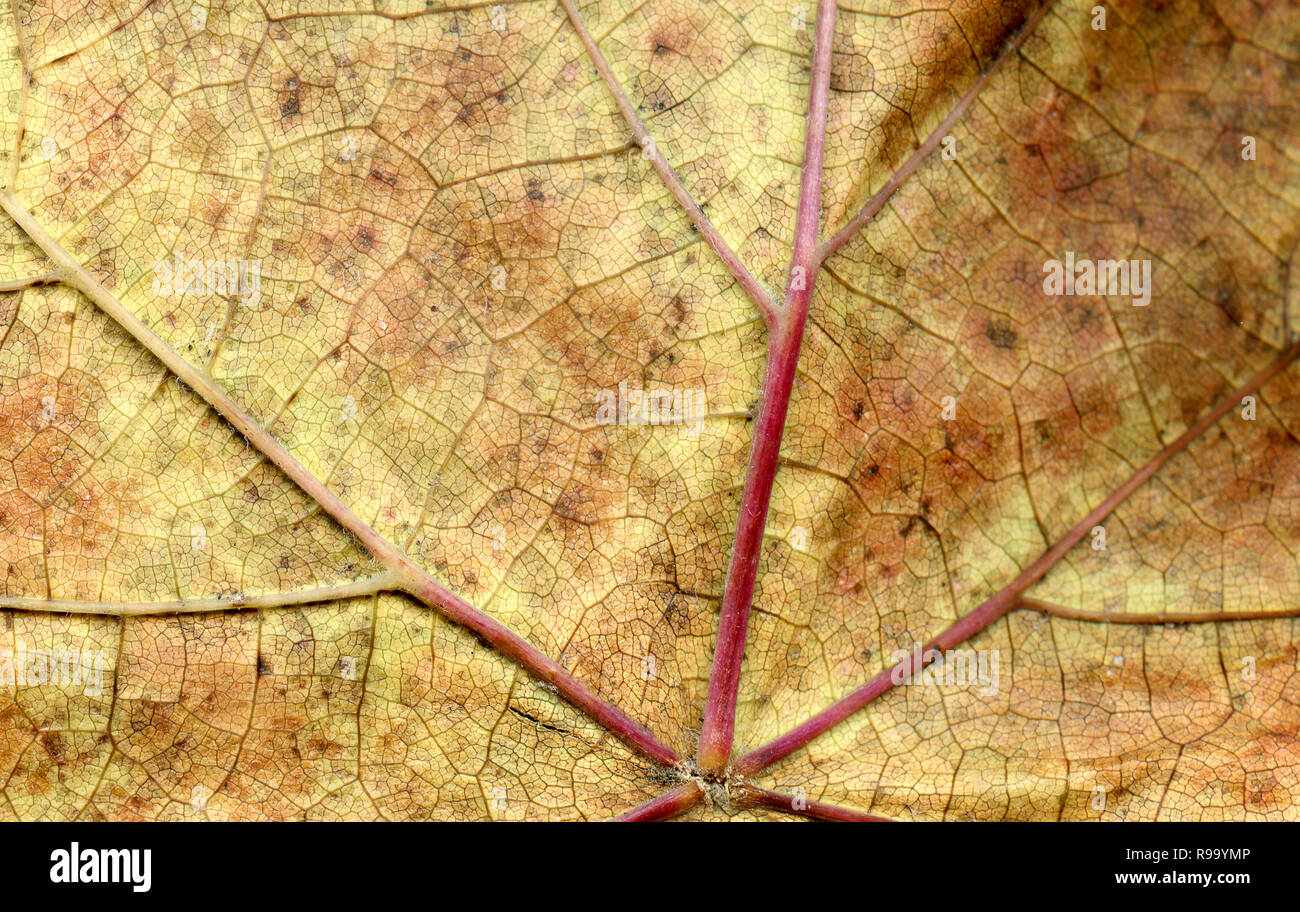 Vascular bundle leaf hi-res stock photography and images - Alamy