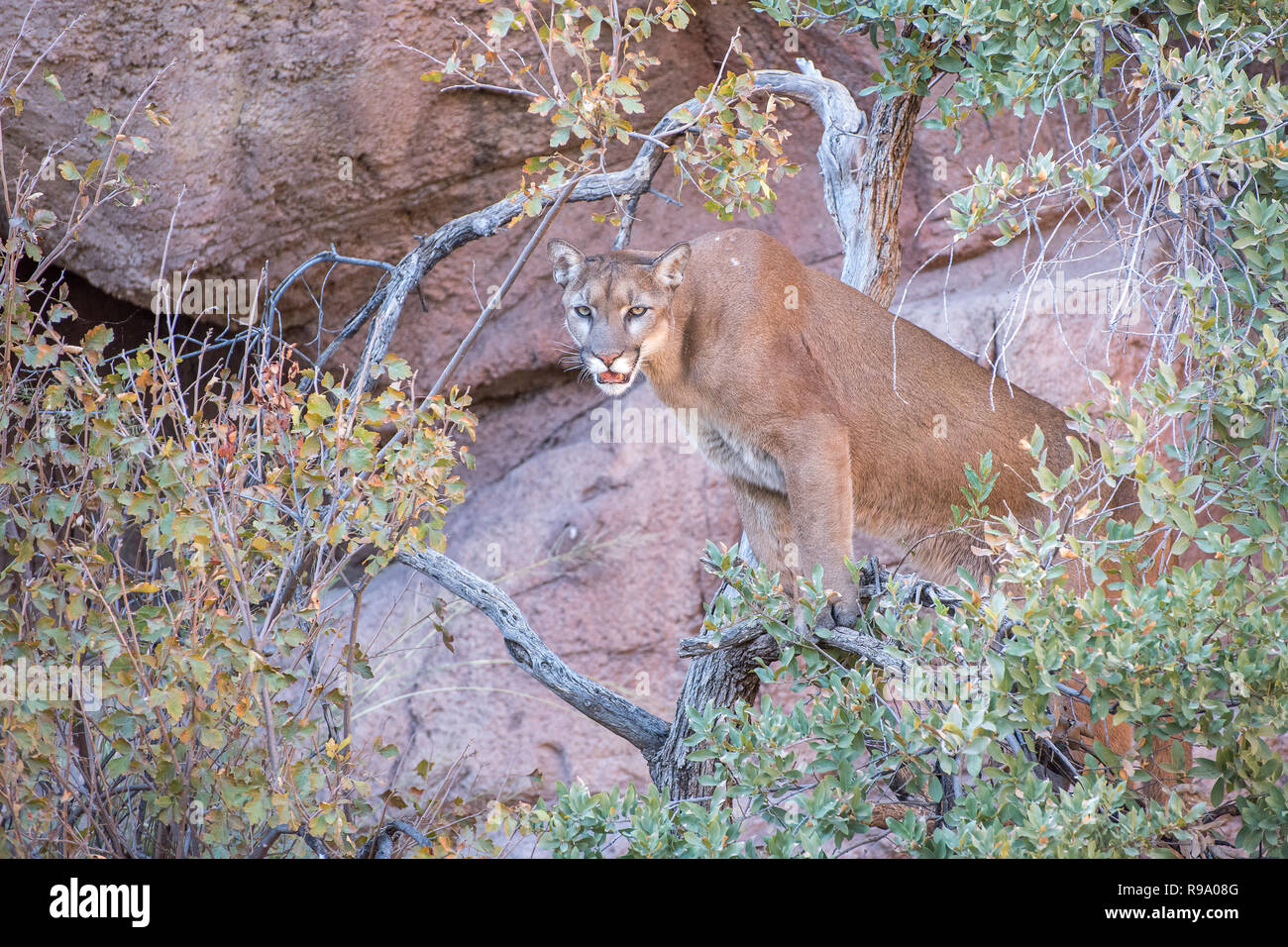 Mountain Lion Sitting in a Tree near a Rock Wall Stock Photo - Alamy
