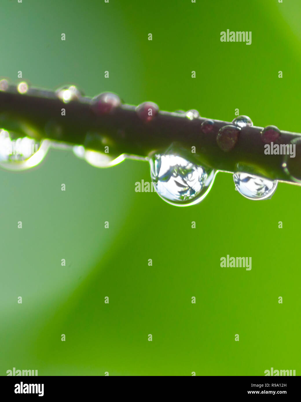 Refreshing nature scene hi-res stock photography and images - Alamy