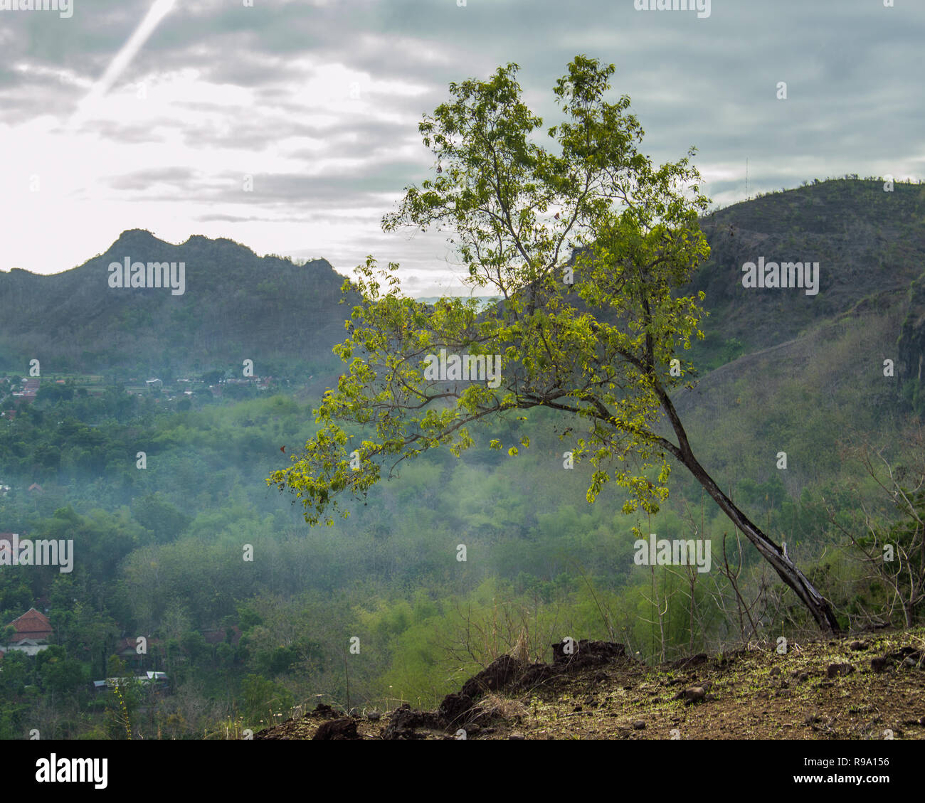 Dramatic tree mountain hi-res stock photography and images - Alamy