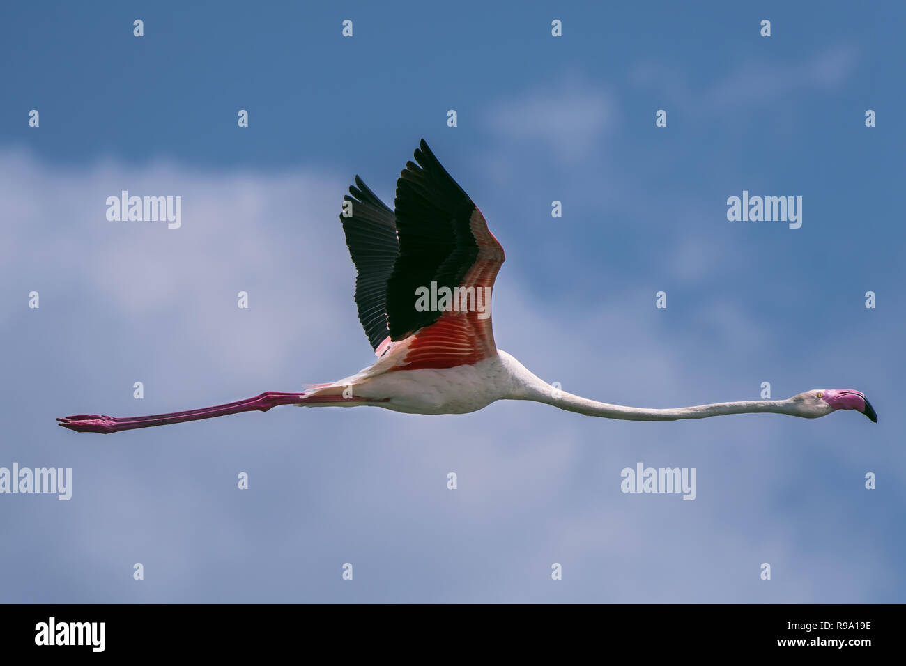 Flamingo flying hi-res stock photography and images - Alamy