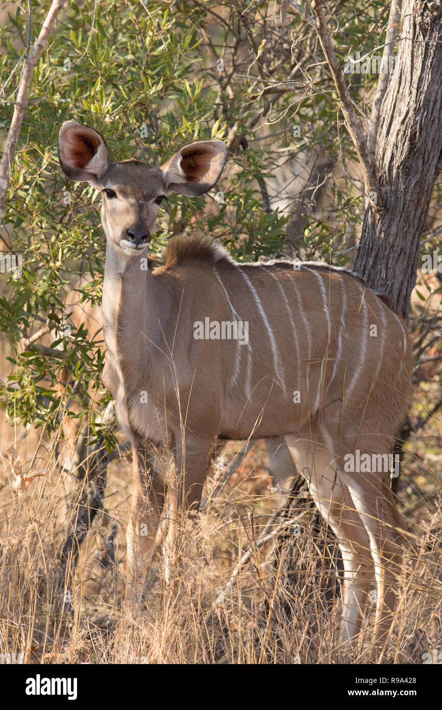 Female young kudu cow in wild African bush Stock Photo - Alamy