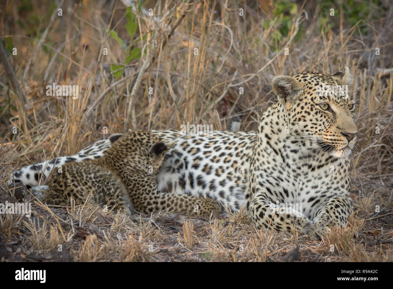 African leopard cub hi-res stock photography and images - Alamy