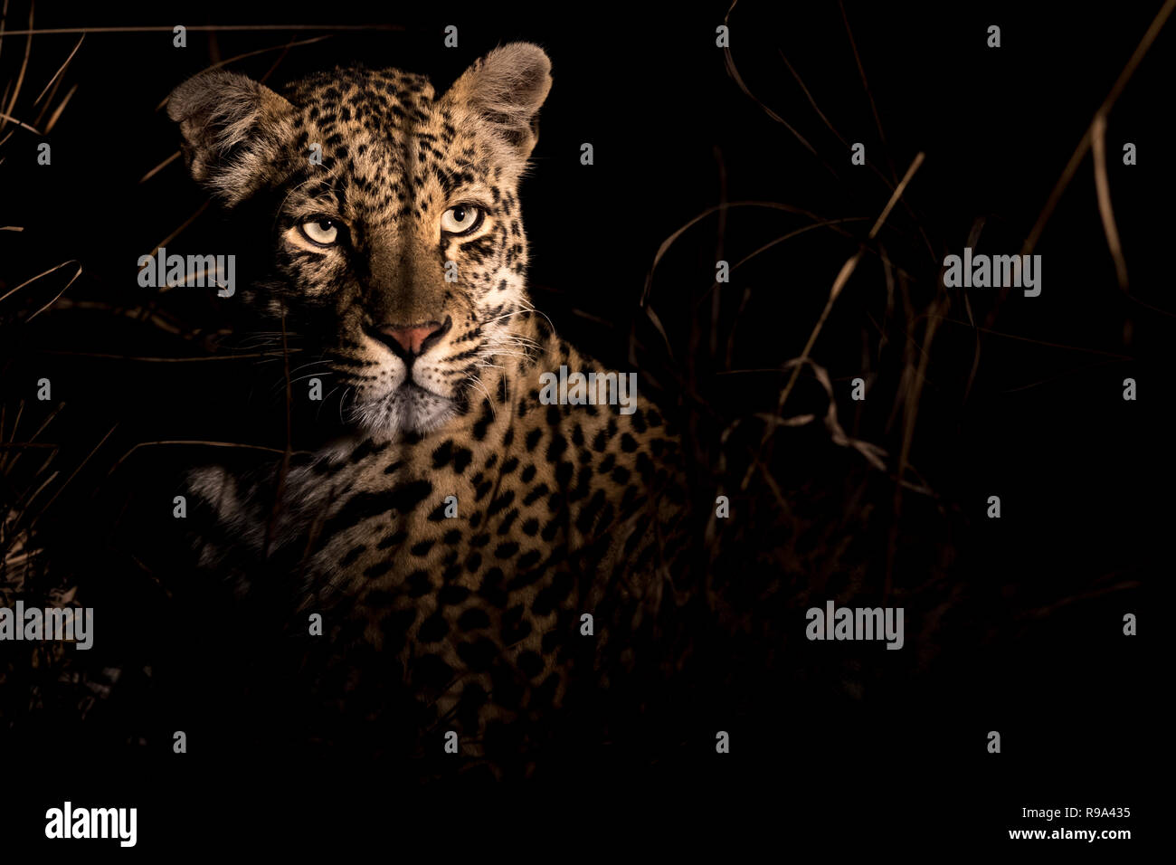 Leopard At Night High Resolution Stock Photography and Images - Alamy