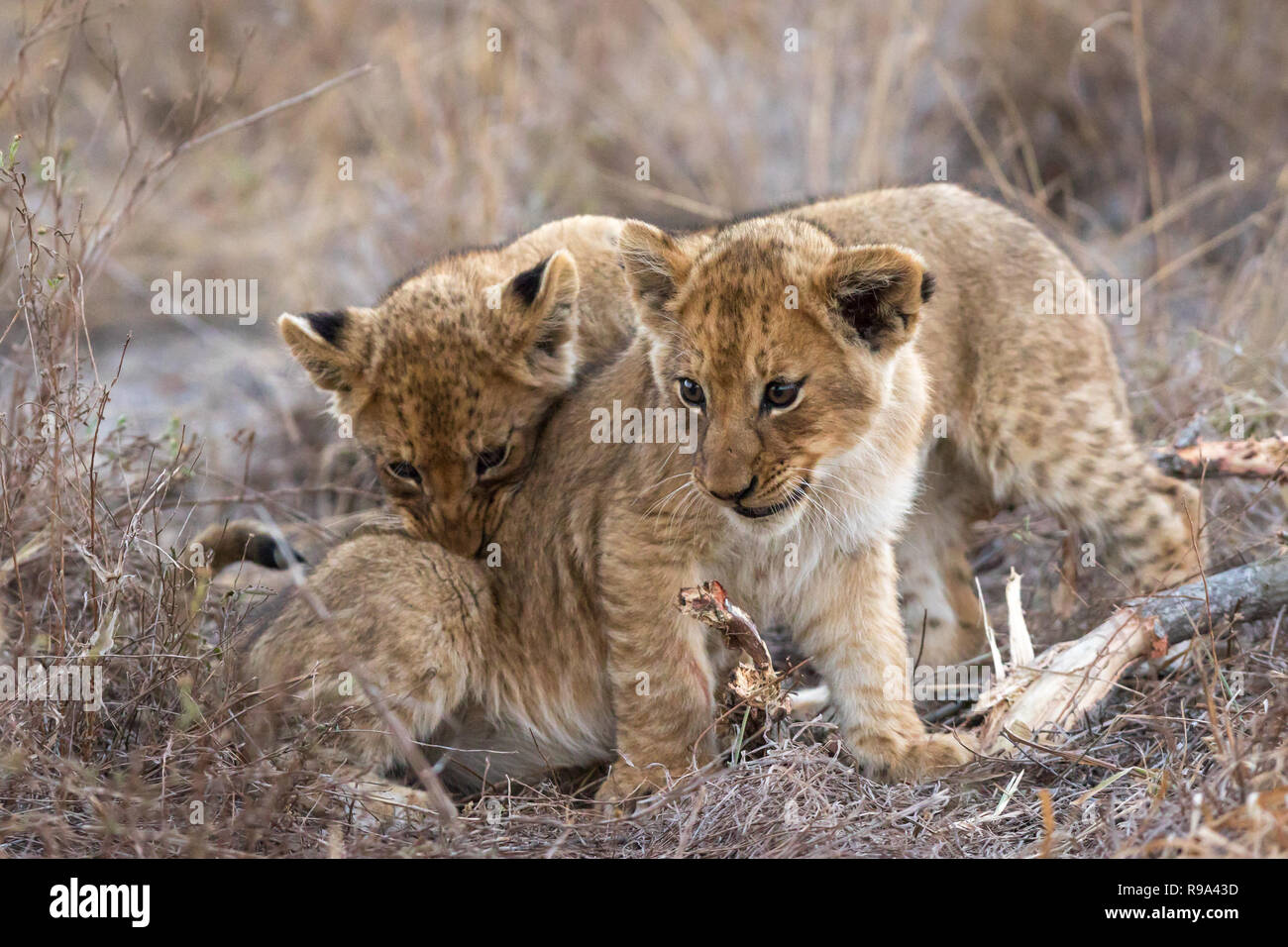 Mother lion cleaning cub hi-res stock photography and images - Alamy