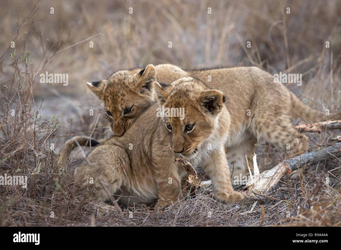 Tiny cubs palying with each other Stock Photo - Alamy