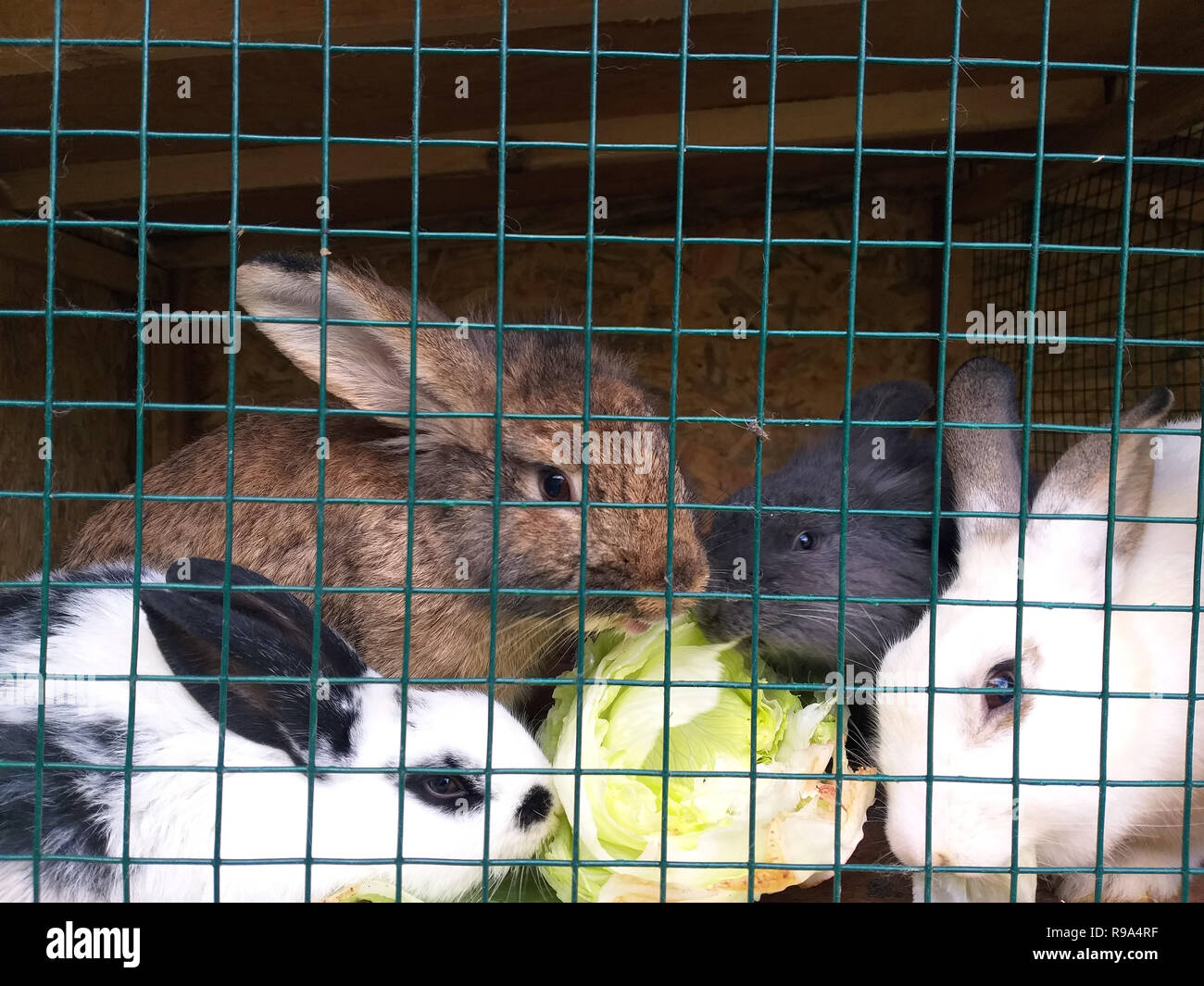 Rabbits on the farm and animal farm nature Stock Photo - Alamy