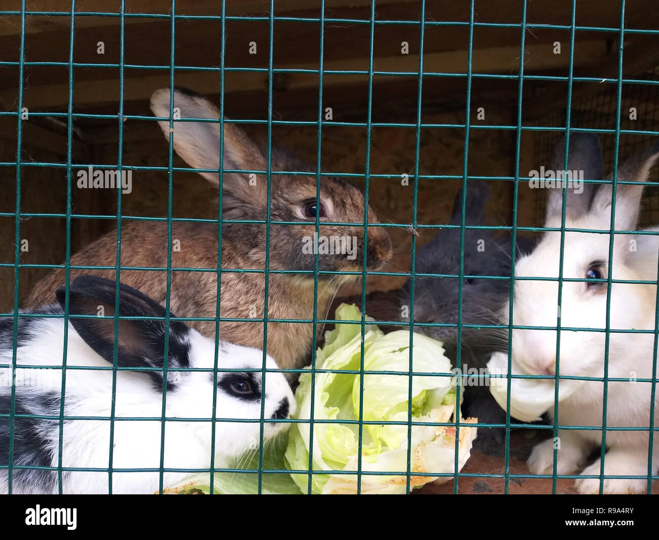 Rabbits on the farm and animal farm nature Stock Photo - Alamy