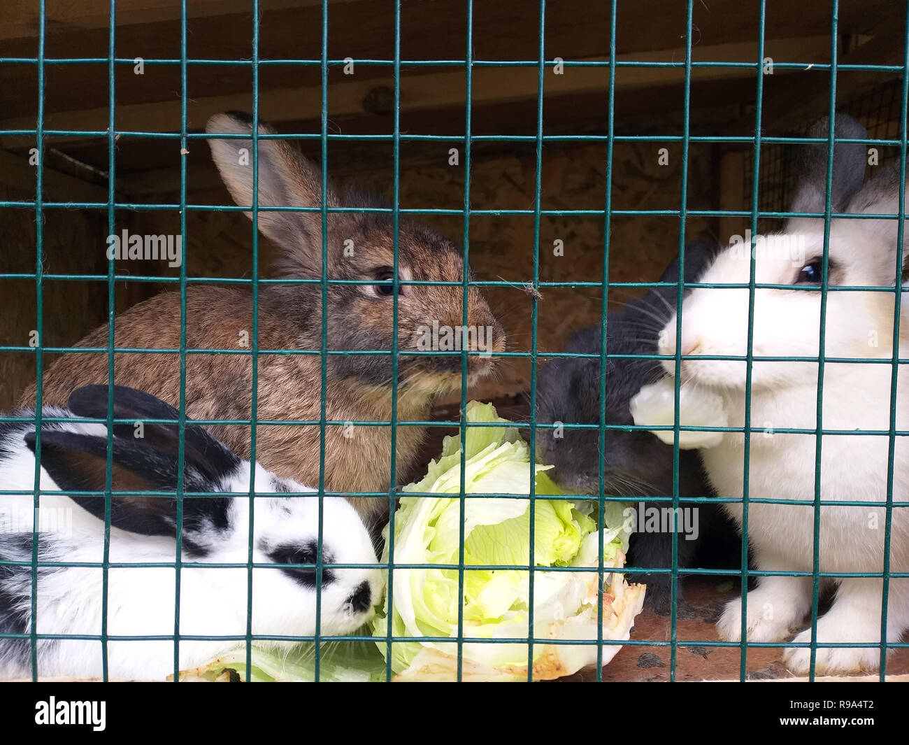Rabbits on the farm and animal farm nature Stock Photo - Alamy