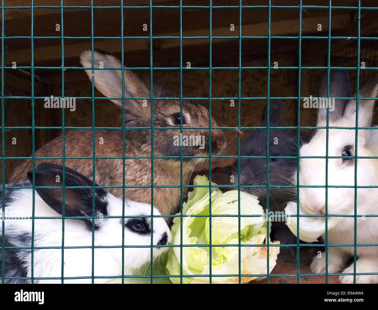 Rabbits on the farm and animal farm nature Stock Photo - Alamy
